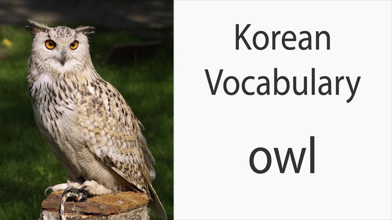 How to say "Owl" (horned) in Korean - YouTube