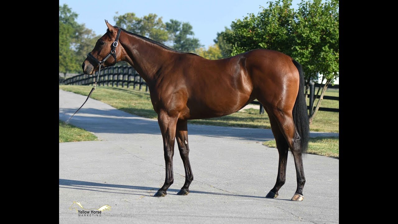 FOR SALE - 2018 Thoroughbred Filly by BAYERN - YouTube