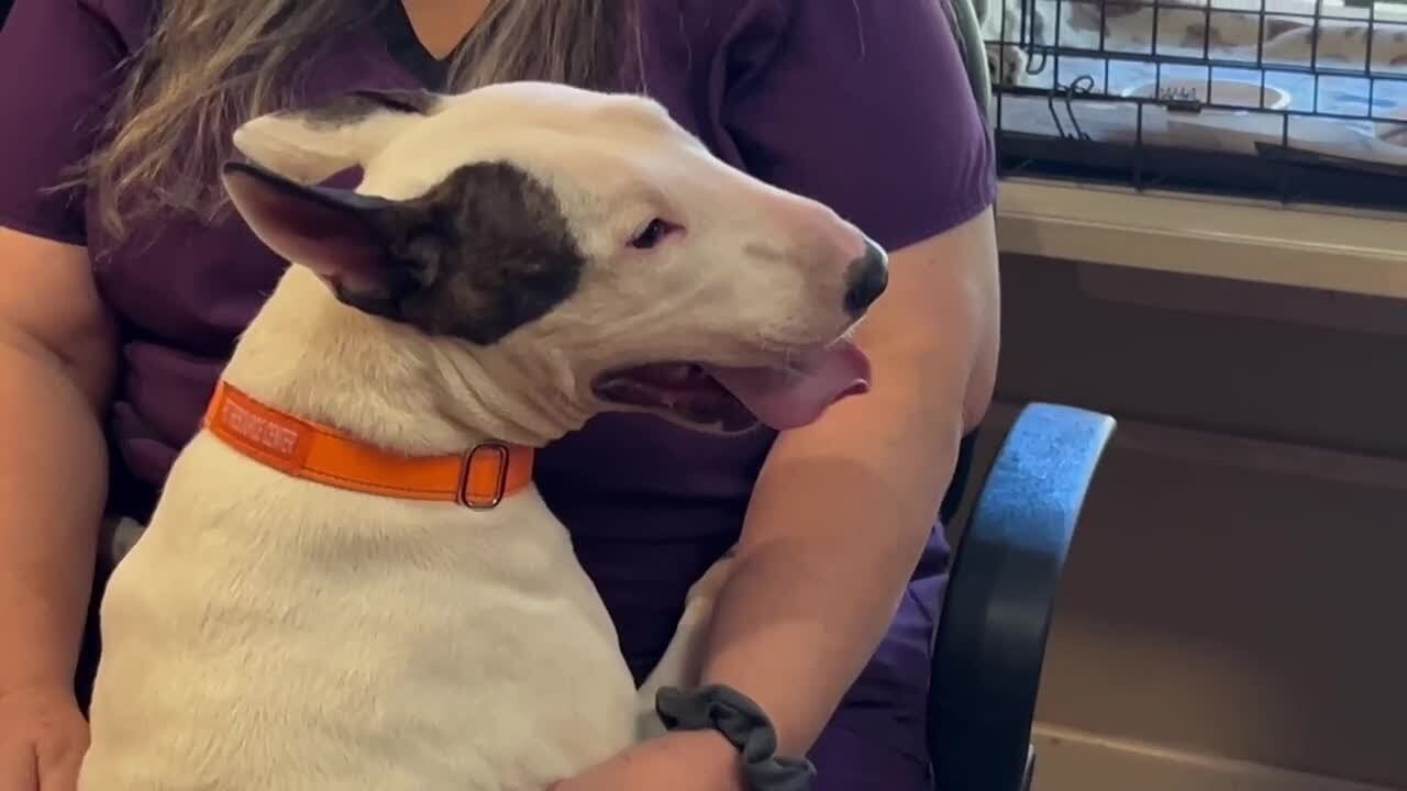 WATCH: Come with us to visit Trooper the viral hurricane dog at the ...
