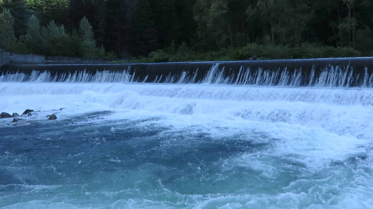 Fish Jumping at Mill Dam - YouTube