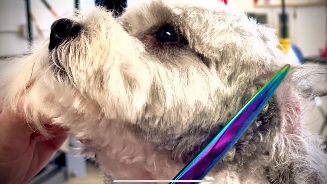 Grooming a Shih Poo (Part 1 of 2) - YouTube