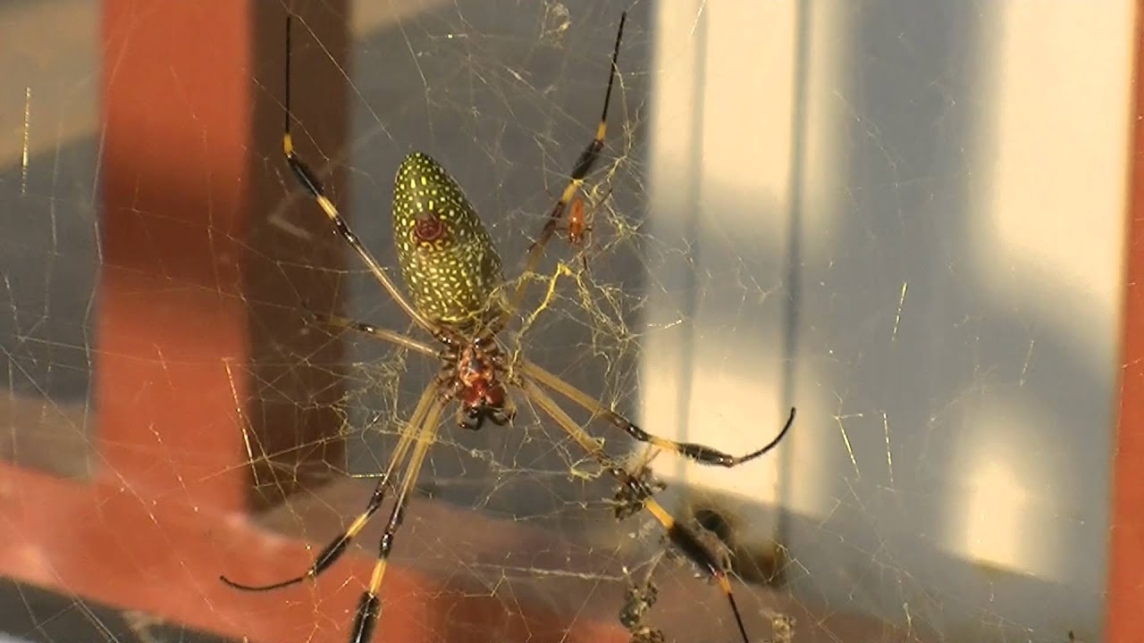 5 inch skull spider in Costa Rica - YouTube