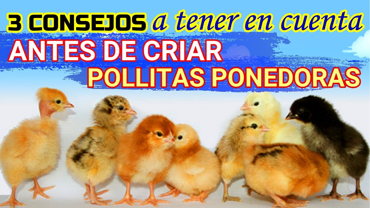 Mira este vídeo Antes de Criar POLLITAS 🐥🐤 EN CASA 🏡🐔 - YouTube