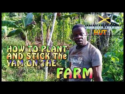 On The Farm With Desmand | Jamming Yam Stick, Weeding Grass - YouTube