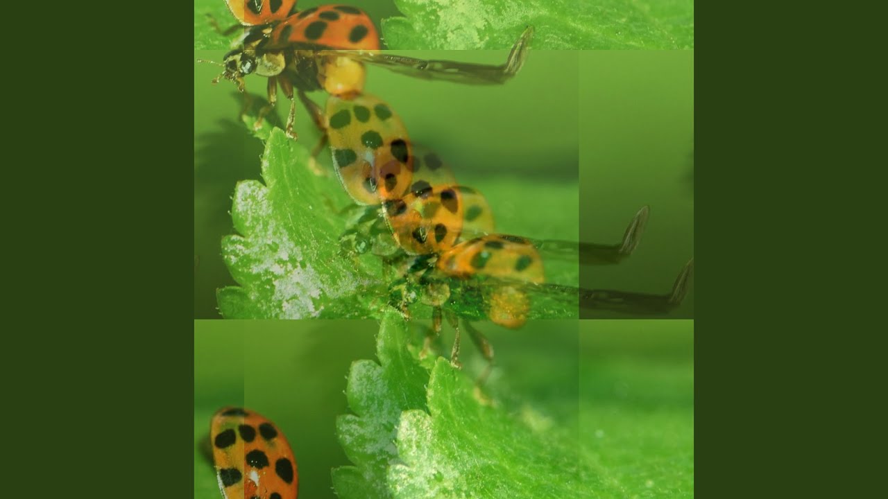 Cheese Fly - YouTube