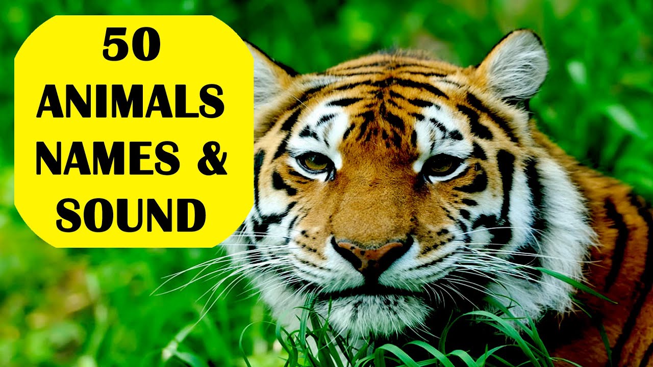 Animal Sounds Learning Video | Educational Fun for Kids 30 Mins - YouTube