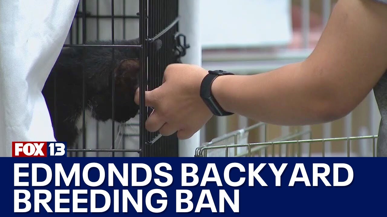 Edmonds passes backyard breeding ban | FOX 13 Seattle - YouTube
