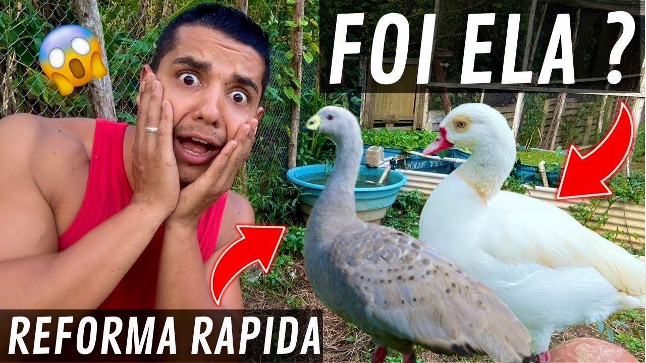 A gansa do Egito atacou o ganso cereopsis e tive que fazer uma reforma ...