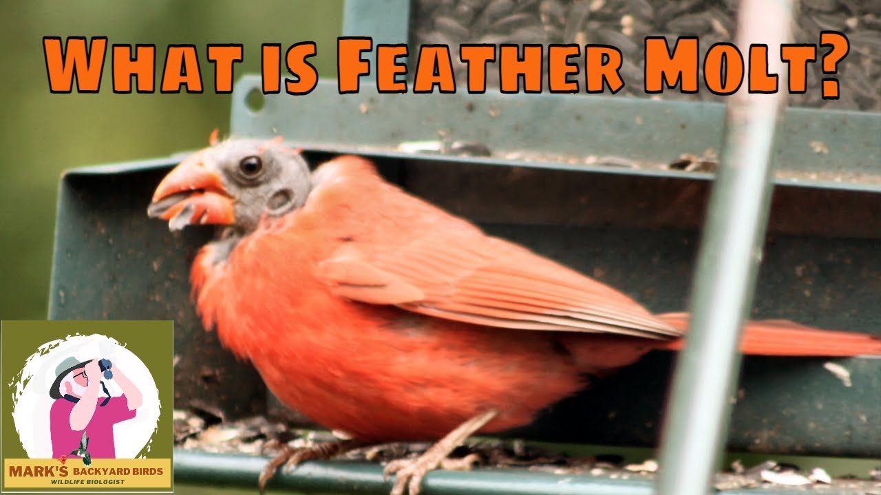 What is Feather Molt? - YouTube