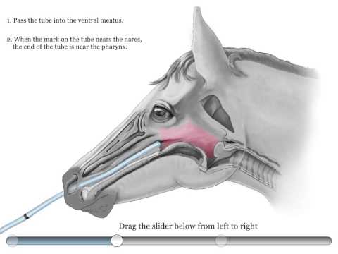 Equine Nasogastric Intubation - YouTube