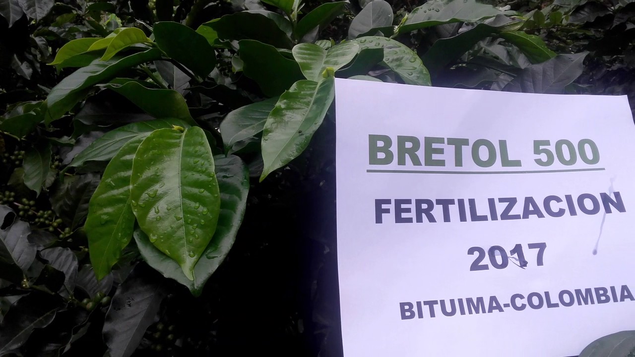 Café Fertilizado con BRETOL 500 - YouTube