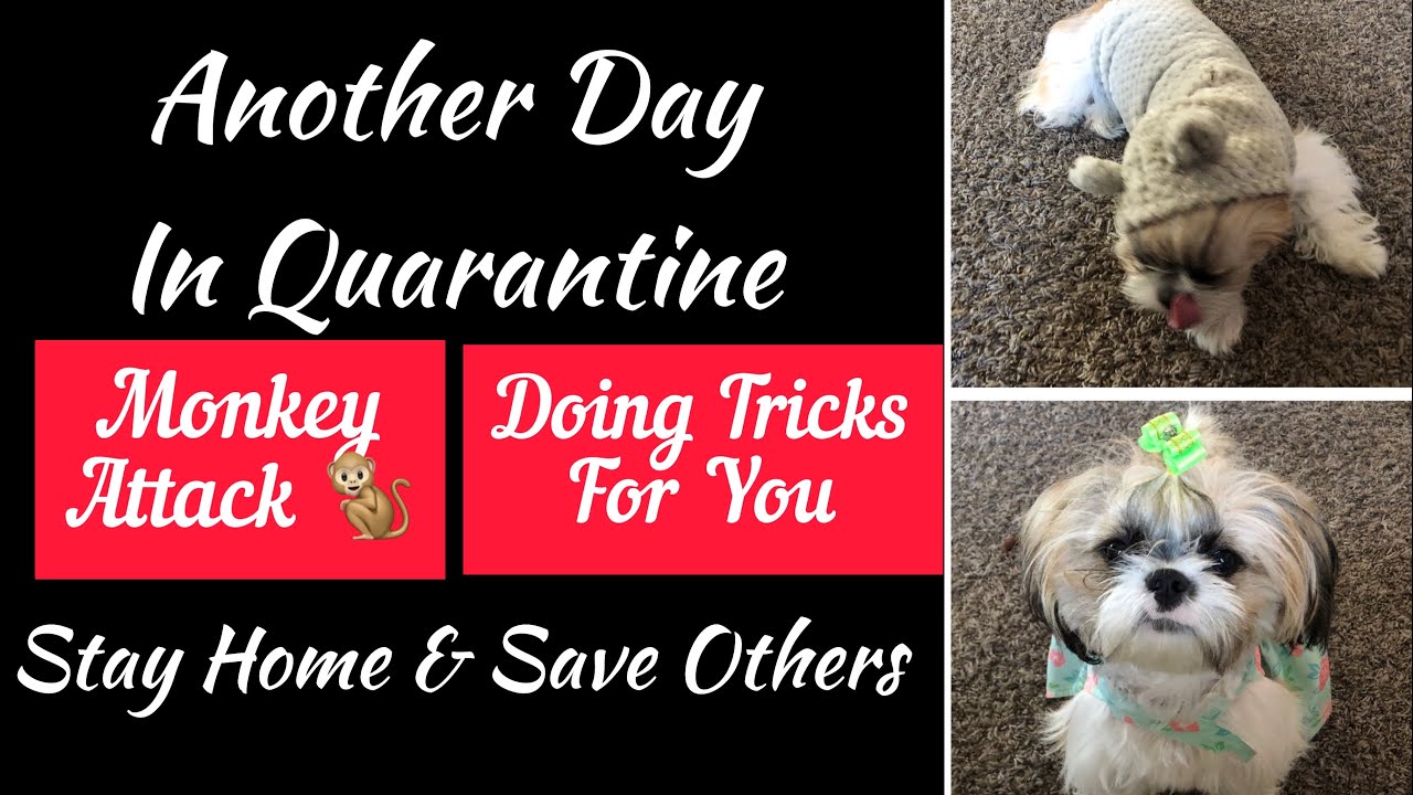 Another Day In Quarantine || Monkey Attack || Doing Tricks For You ...