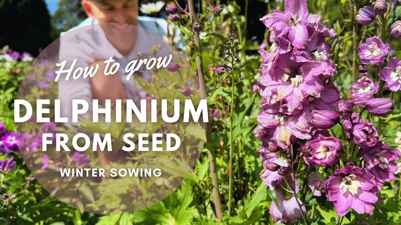 How to Grow Delphiniums from Seed | Winter Sowing Guide | Perennial ...