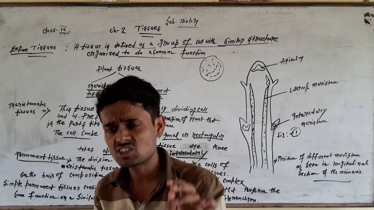 Tissue Class 9th YouTube tissue-class-9th-youtube