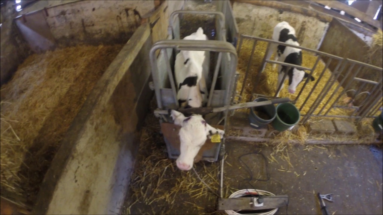 disbudding calves pt 2 - YouTube