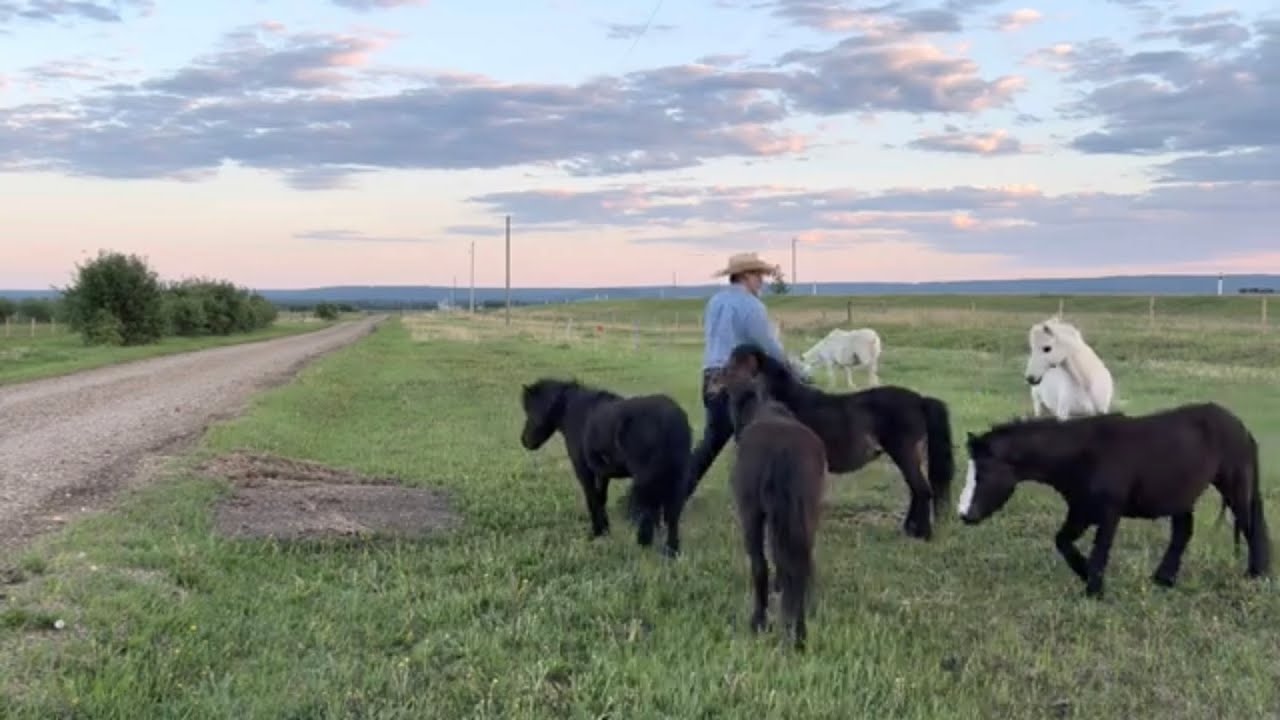 Taking a walk with the horses - YouTube