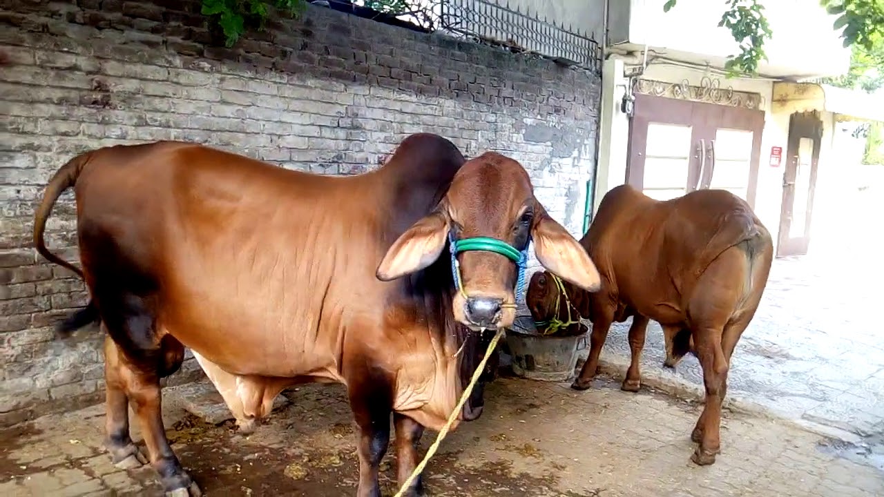 Pure Quality, Huge and Beautiful, Sahiwal Bull - YouTube