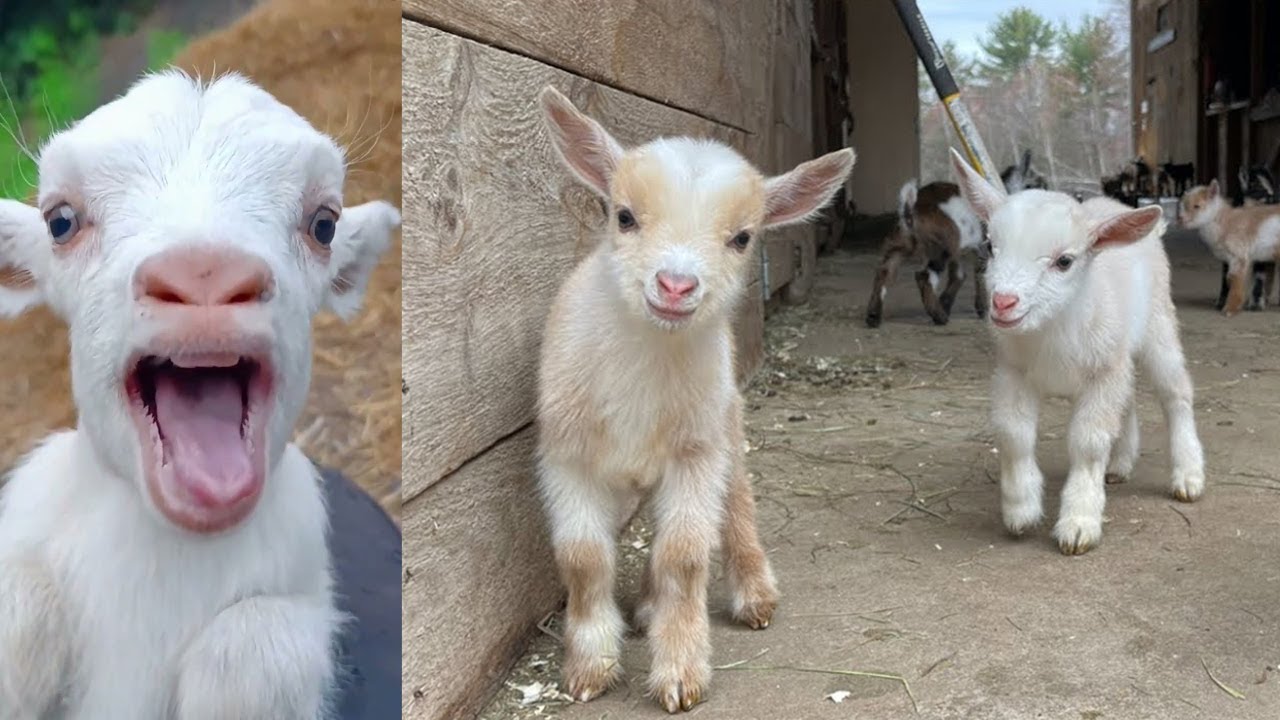 Mary Had a little Lamp / Cute baby goats 🐐/ baby goats jumping ...