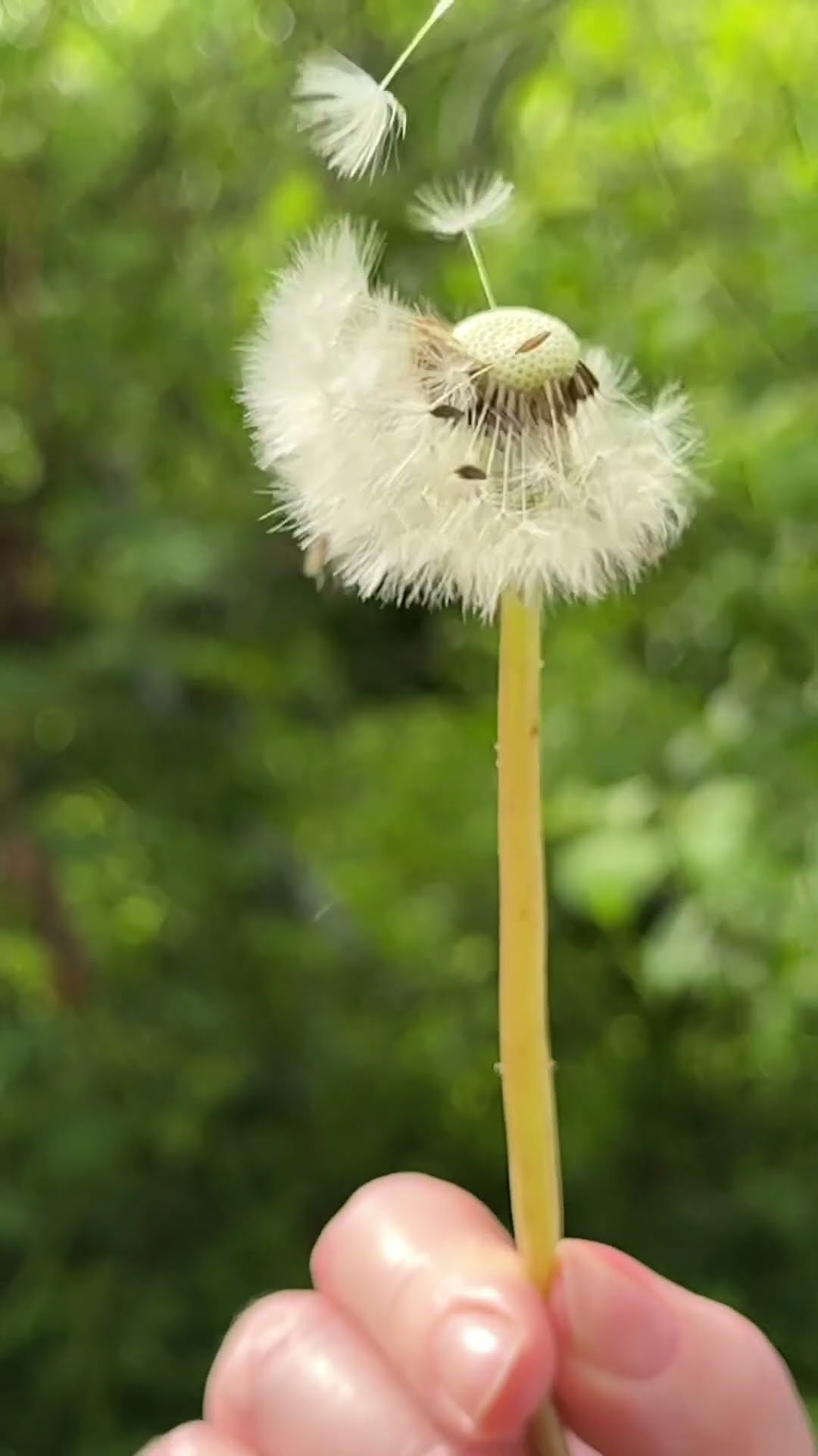 Spread those seeds: Dandelion, Spring, Nature, Slow-Motion - YouTube