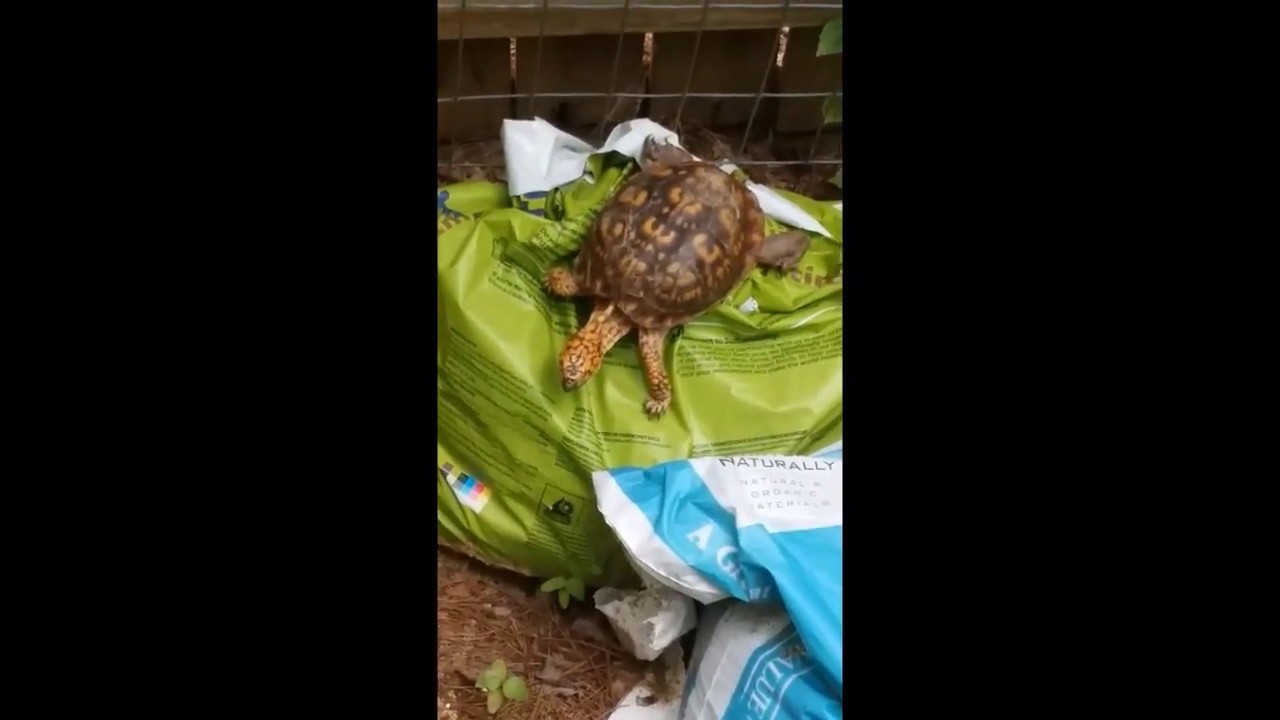 Gumbo: The Blind Turtle....An Amazing Story of Animal Rescue - YouTube