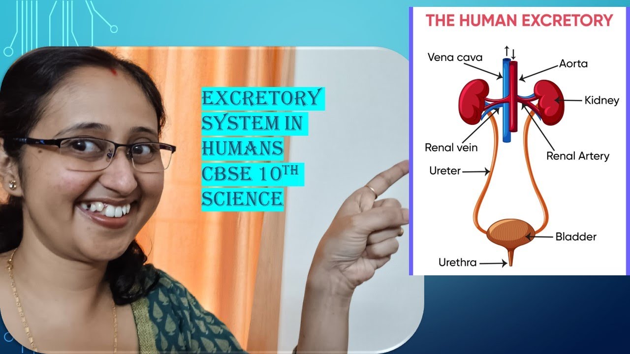 Excretion In Humans I CBSE I 10th I Science I One Shot - YouTube