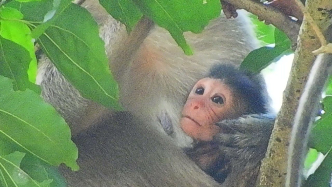 Newborn Baby Monkey In Amari Troop | Monkey Dee Dee just gave a birth ...