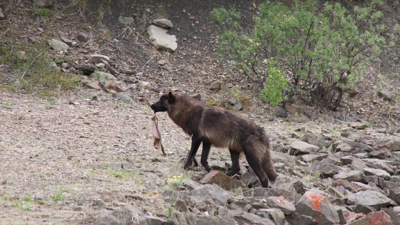 Alaska - Wolf Eats Caribou Carcass in Denali Park - YouTube