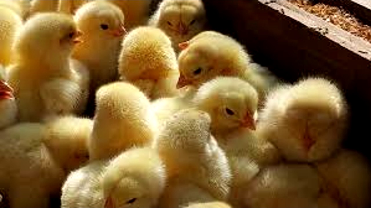 병아리 삐약거리는 소리, Chicks Peep Peep Sound Effect / Free Sound Effect - YouTube