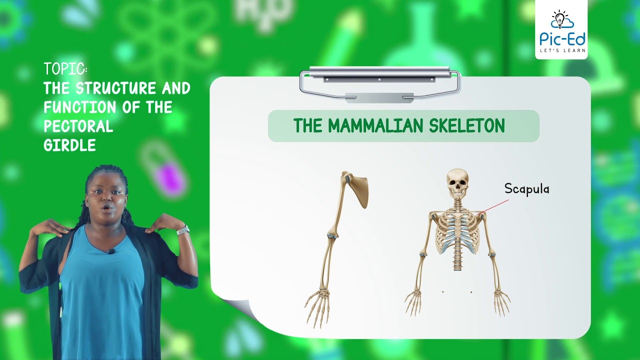 The Structure and Function of The Pectoral Girdle | Pic-Ed - YouTube