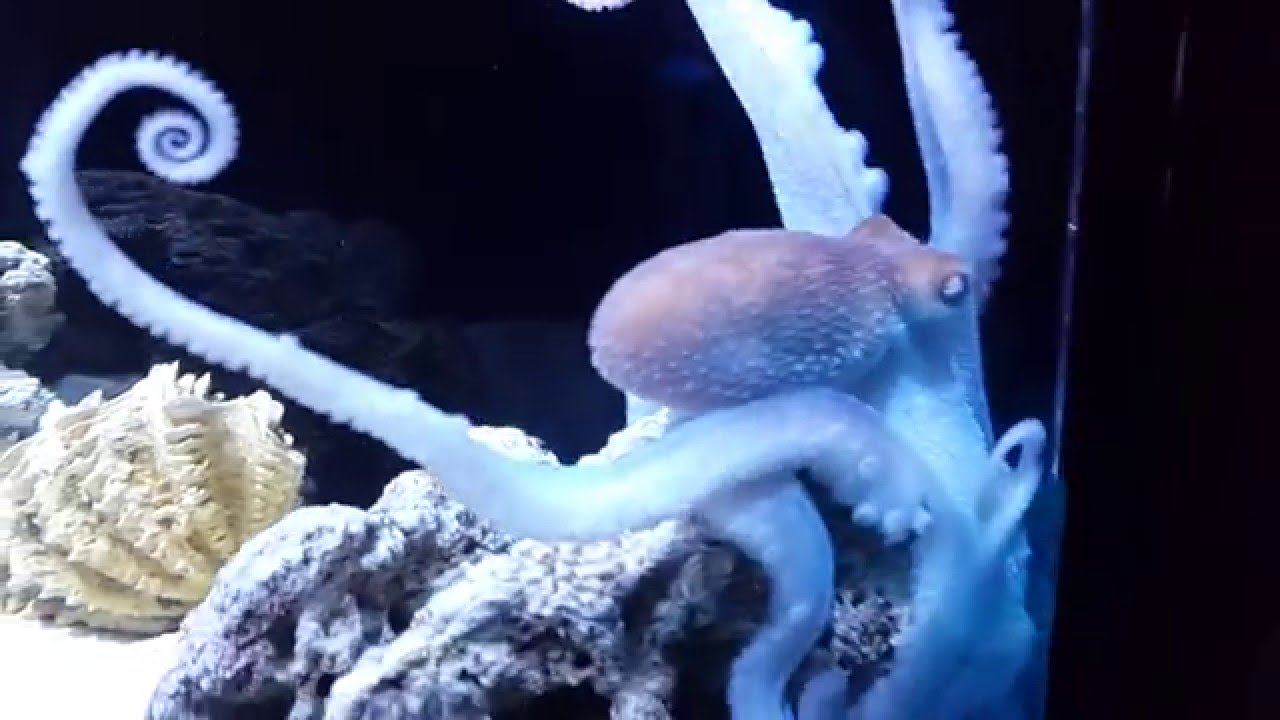 Caribbean Octopus at Dubai Mall Underwater Zoo - YouTube