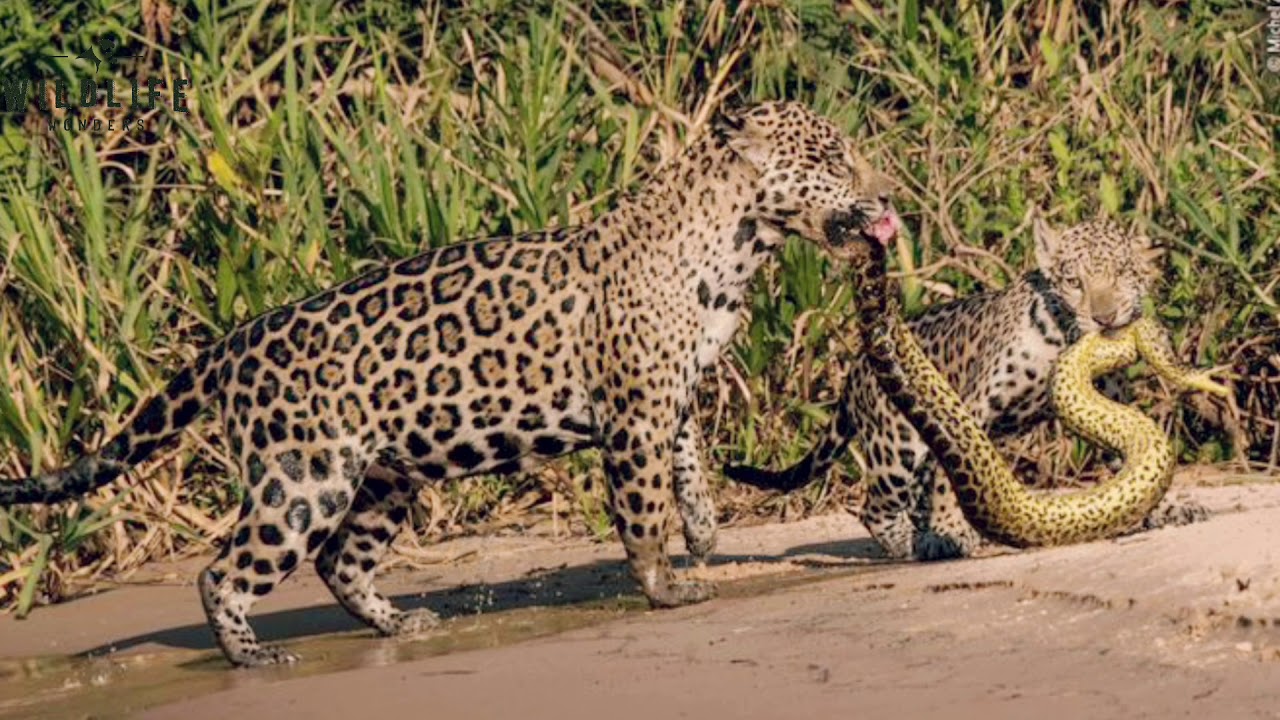 Big Cats jaguar - YouTube