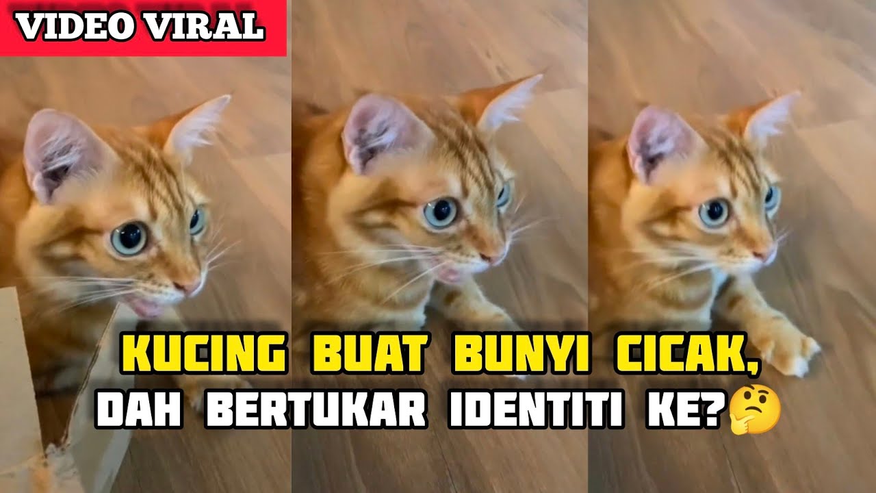 KUCING BUAT BUNYI CICAK TARIK PERHATIAN NETIZEN,"MANA NAK BELI KUCING ...