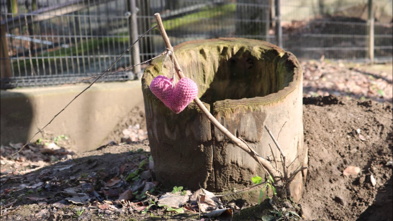 仲良しだよね？ウォンバットwombat screaming in 茶臼山動物園 - YouTube