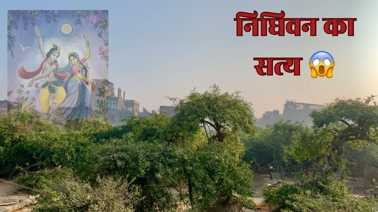 Nidhivan real story in Vrindavan 😱|| Krishna and Radha came here ...