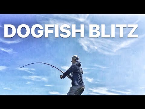 Dogfish BLITZ on the Jetty (Trash Fishing) | Brigantine, NJ | - YouTube