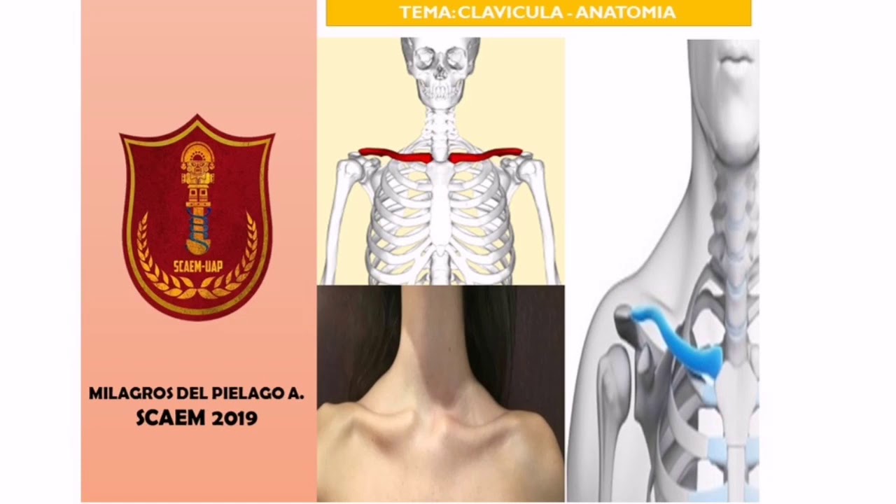ANATOMÍA - CLAVÍCULA - YouTube
