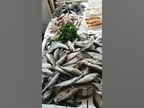 سمك بحري منوع - YouTube