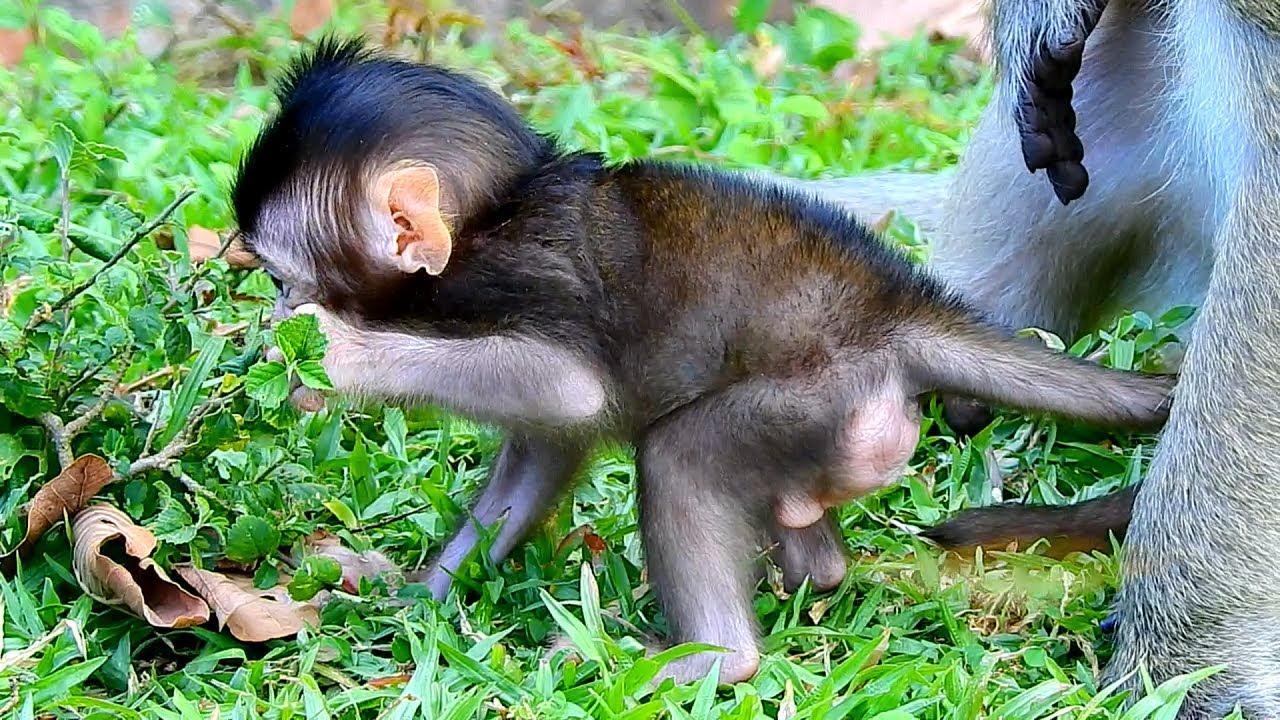 OMG You are really cute newborn baby monkey, Very fat and black skin ...