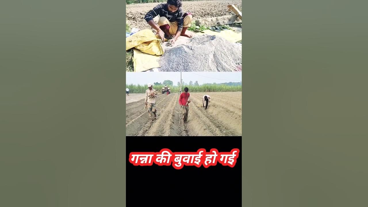 Octubar me ganna ki buwai #agriculture - YouTube