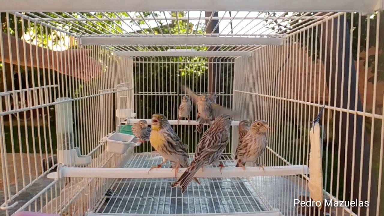 Canarias agatas amarillo mosaico 2016 - YouTube