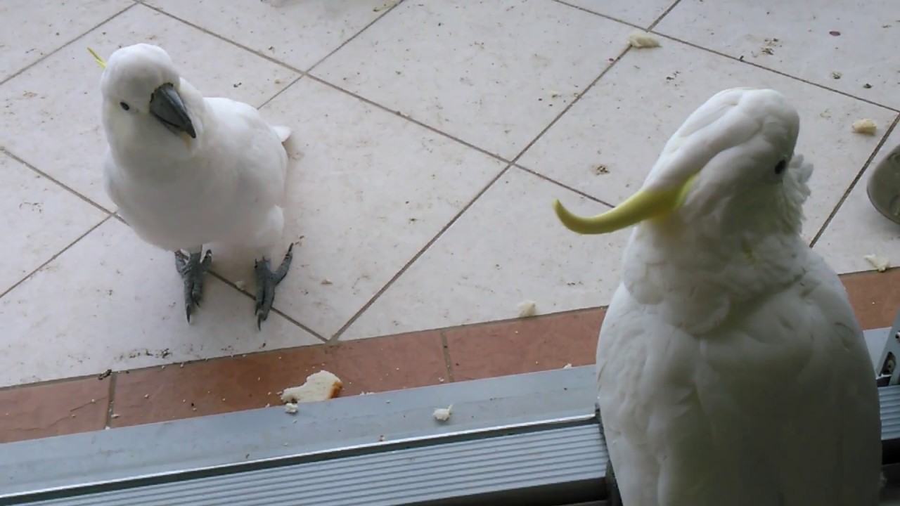 Wild Cockatoo loves to get cuddled.. - YouTube