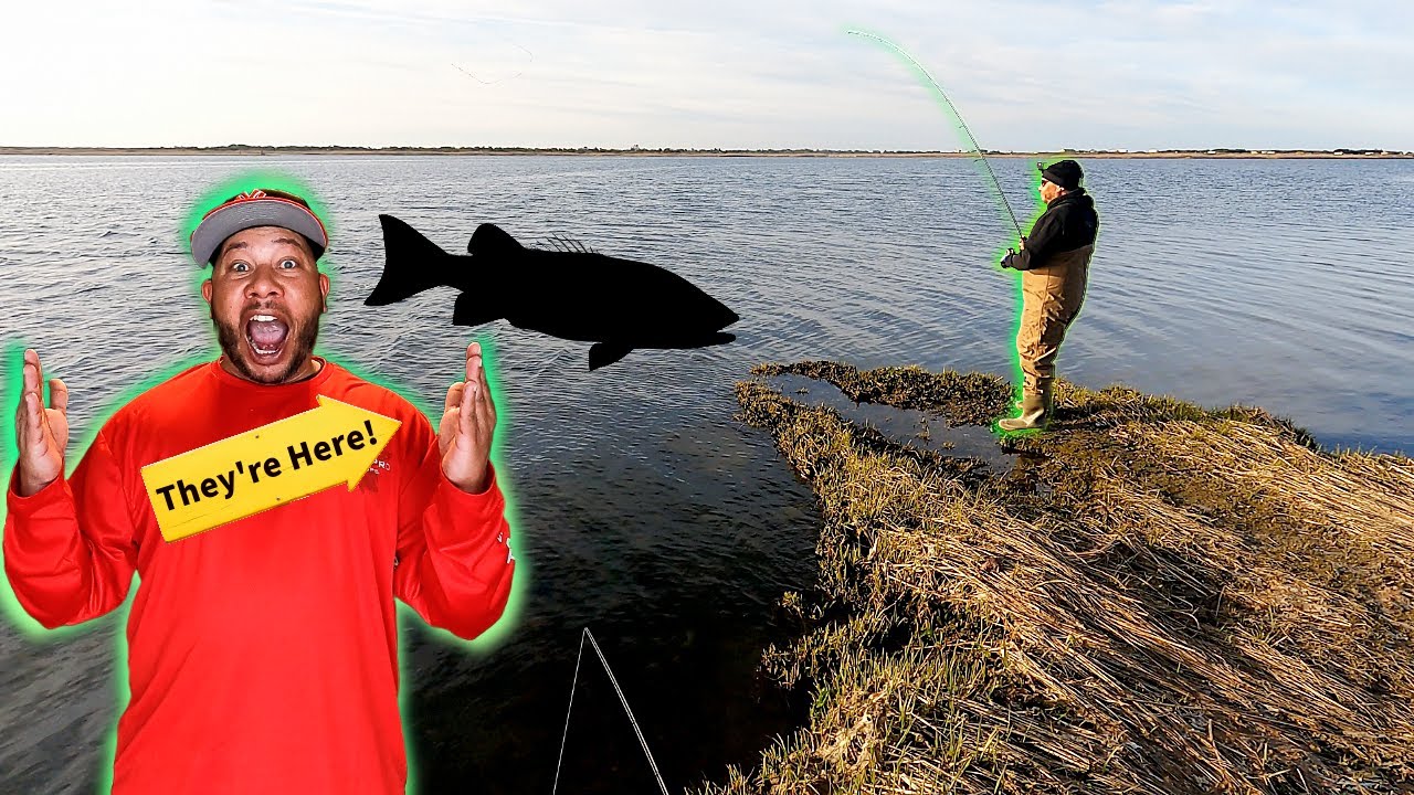 Early Season STRIPED BASS - Back Bay Fishing with POPPERS - YouTube