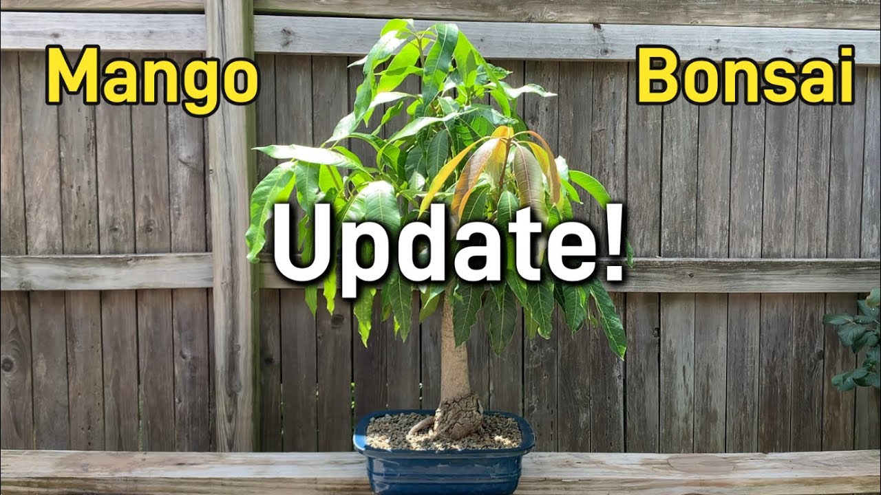 Mango Bonsai summer update - YouTube