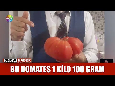 Dev domates şaşırttı!
