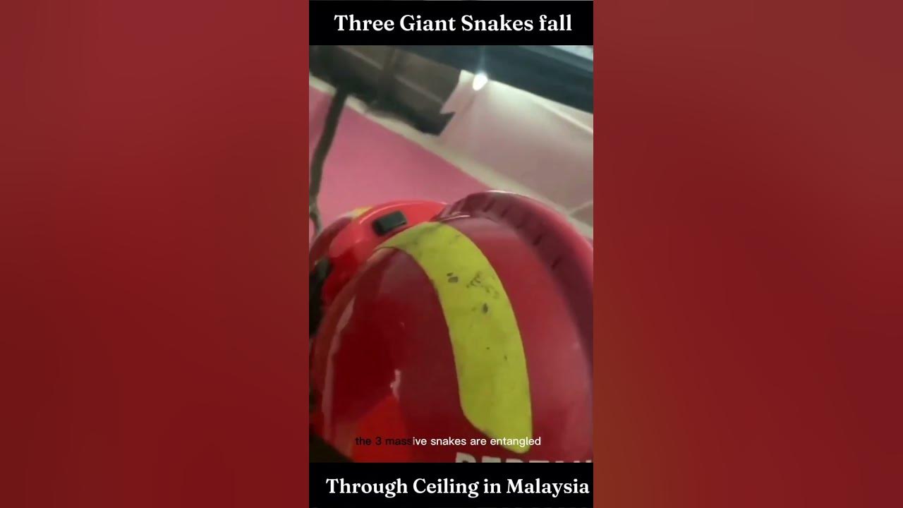 Three Giant Snake fall through ceiling in Malaysia #shorts #snake #fyp ...