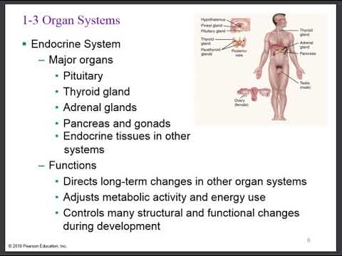 2 Organ Systems - YouTube