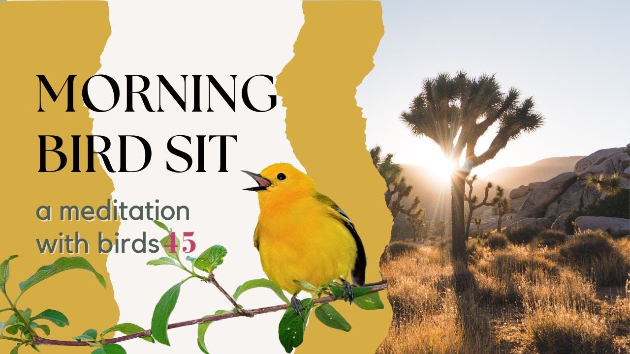 Bird Sit - Morning Meditative Birding Practice - # FOURTY FIVE - YouTube