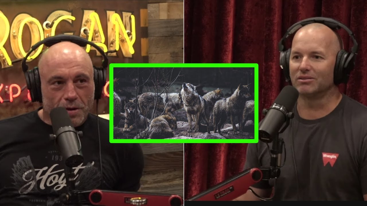 The Dangers Of Introducing Wolfs Into Colorado | Joe Rogan and Adam ...