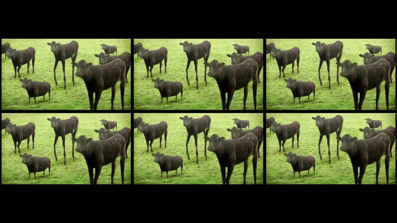 cows cows cows 360 degree dance :) - YouTube
