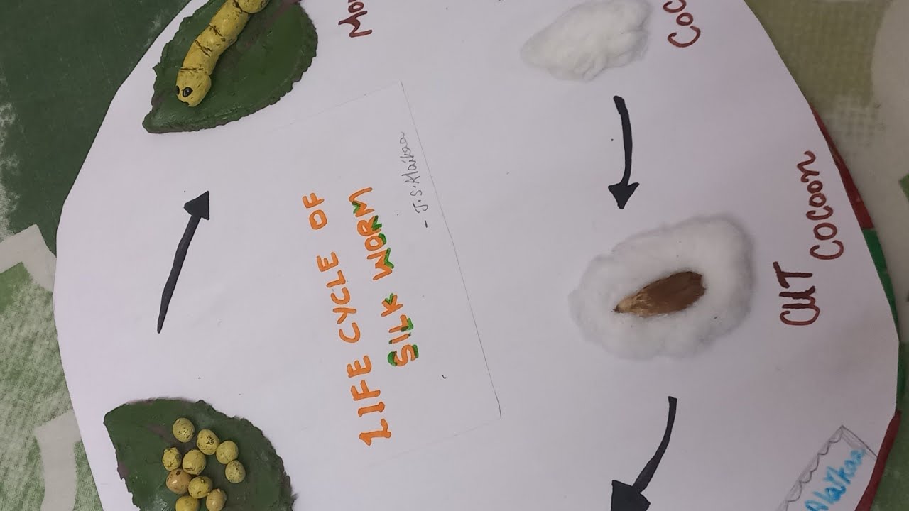 Model of- Life cycle of silkworm#alaikaa#craft#project - YouTube